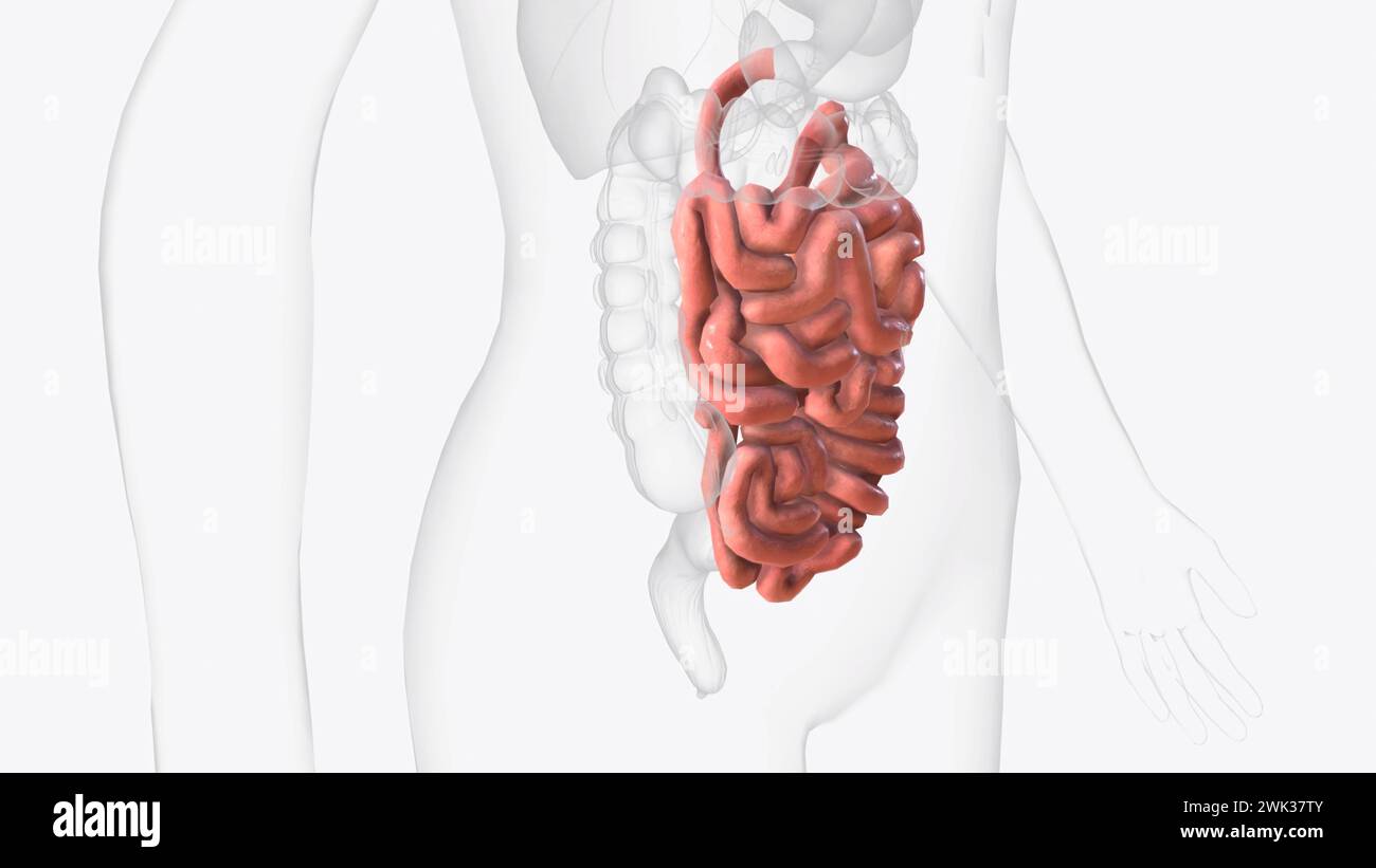 Endoscopie du intestine Banque d'images détourées - Alamy