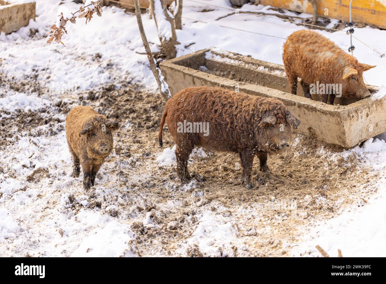 Cochon mangalica à poil long Banque de photographies et d’images à ...