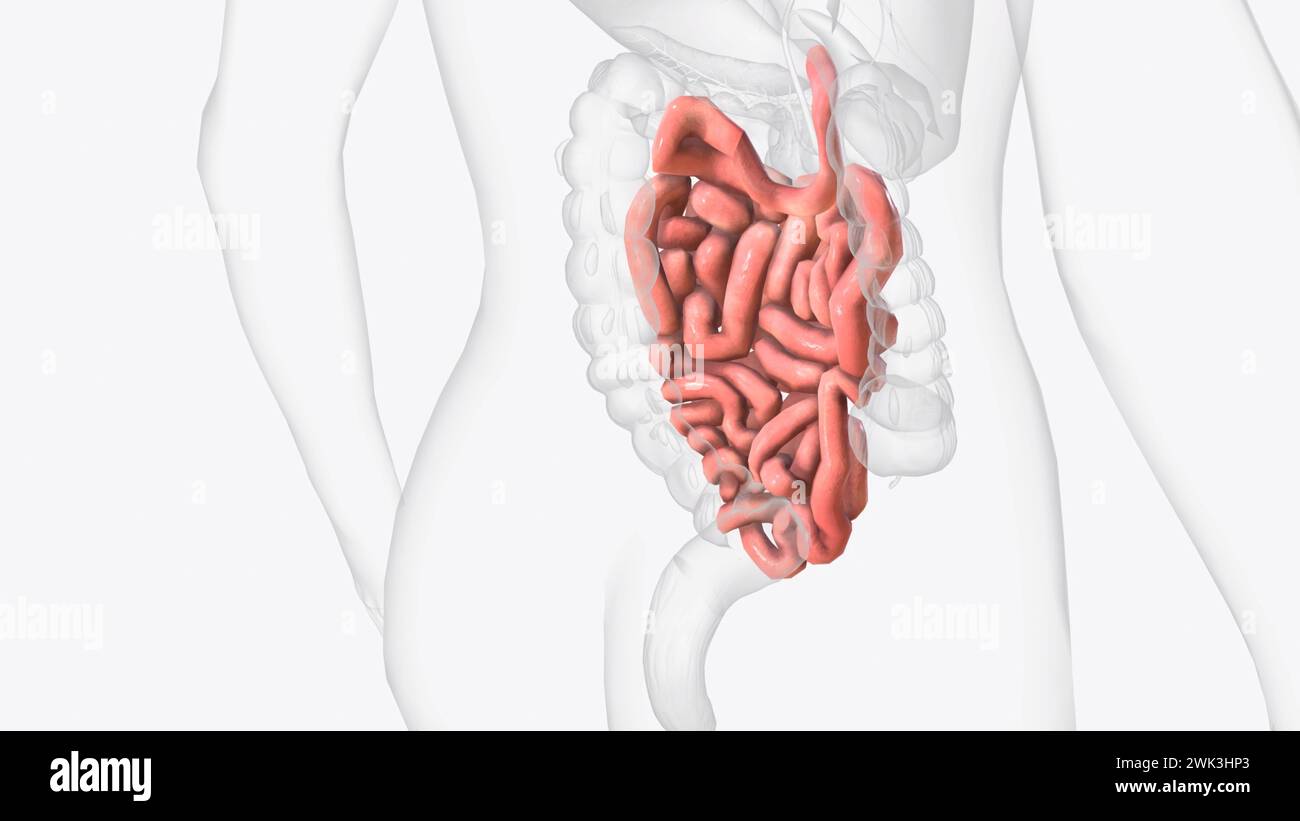 L'intestin grêle ou l'intestin grêle est un organe du tractus gastro ...