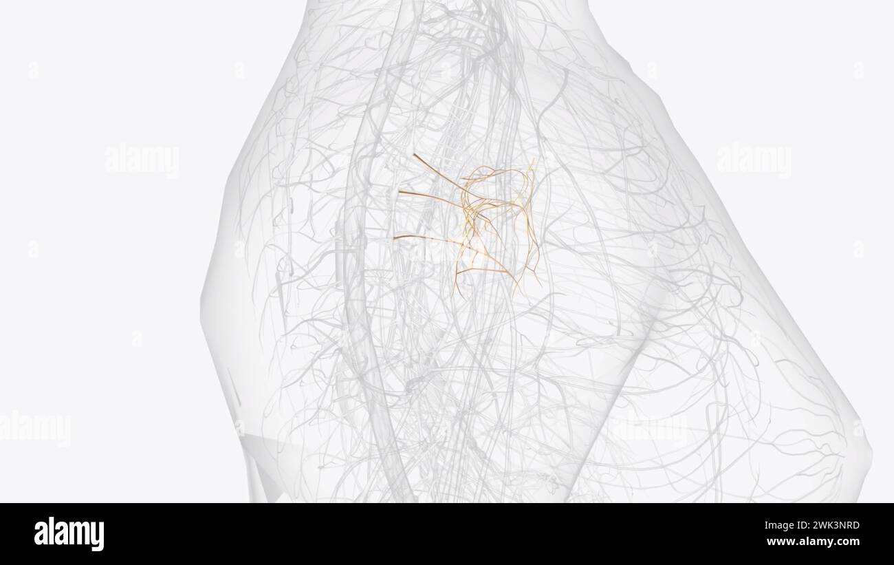 Branches Du Nerf Vague