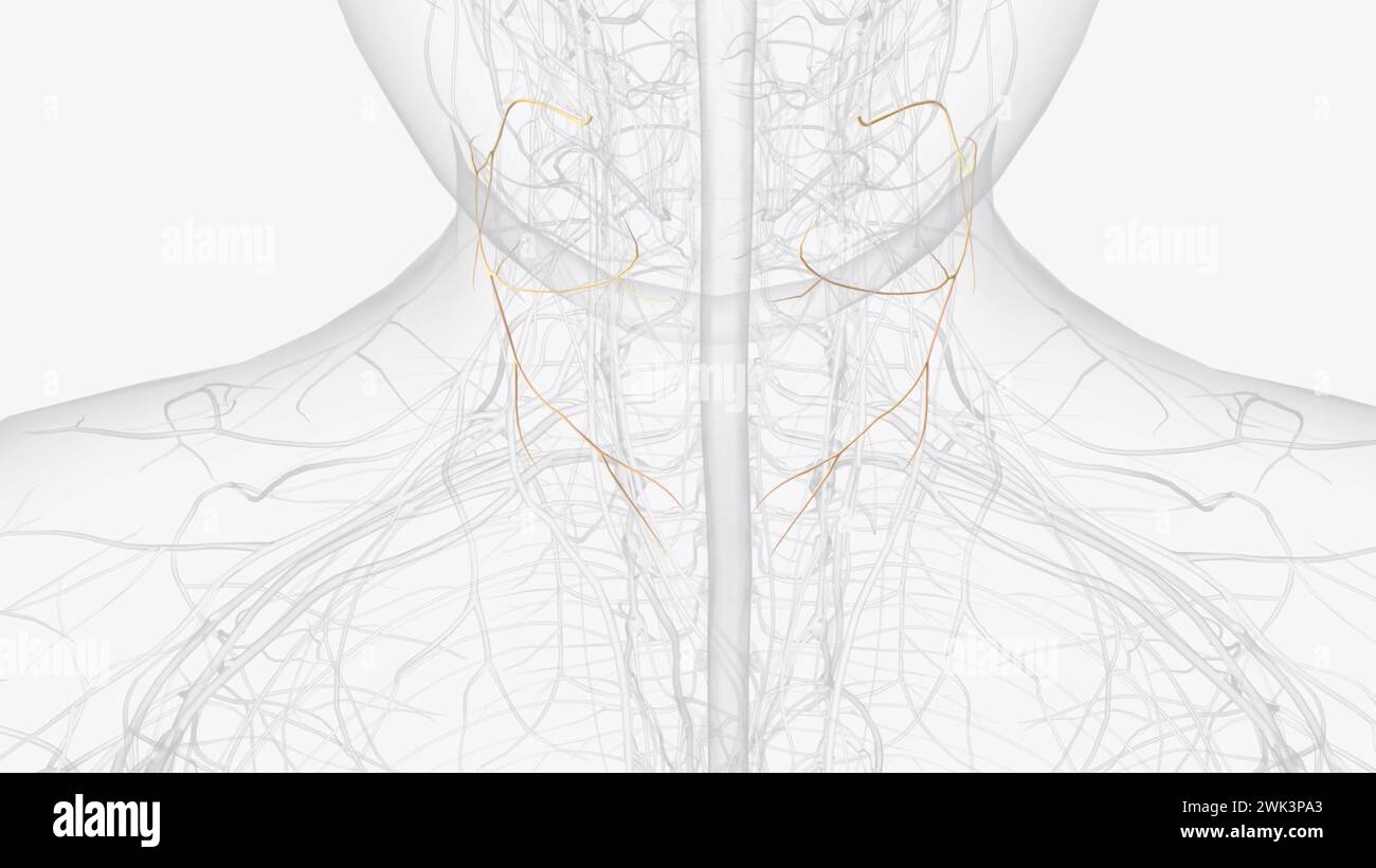 Transverse cervical nerve Banque de photographies et d’images à haute ...