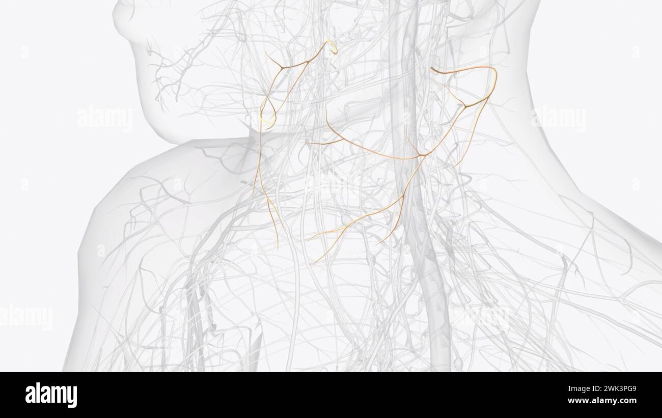 Transverse cervical nerve Banque de photographies et d’images à haute ...