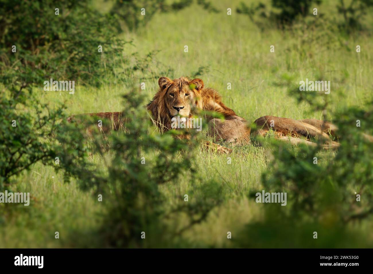 Chat lion africain Banque de photographies et d’images à haute ...