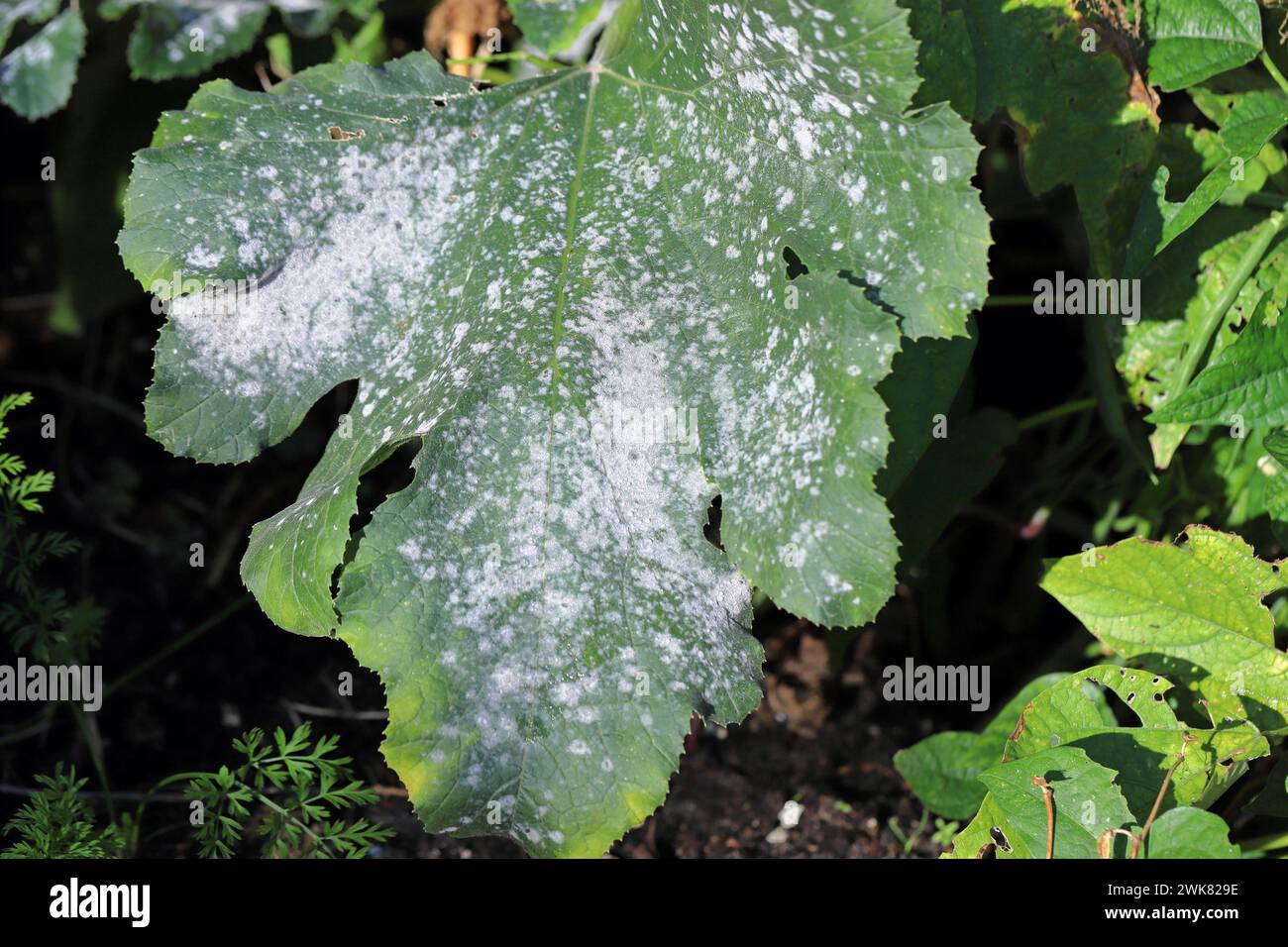Le mildiou de la courgette Banque de photographies et d’images à haute ...
