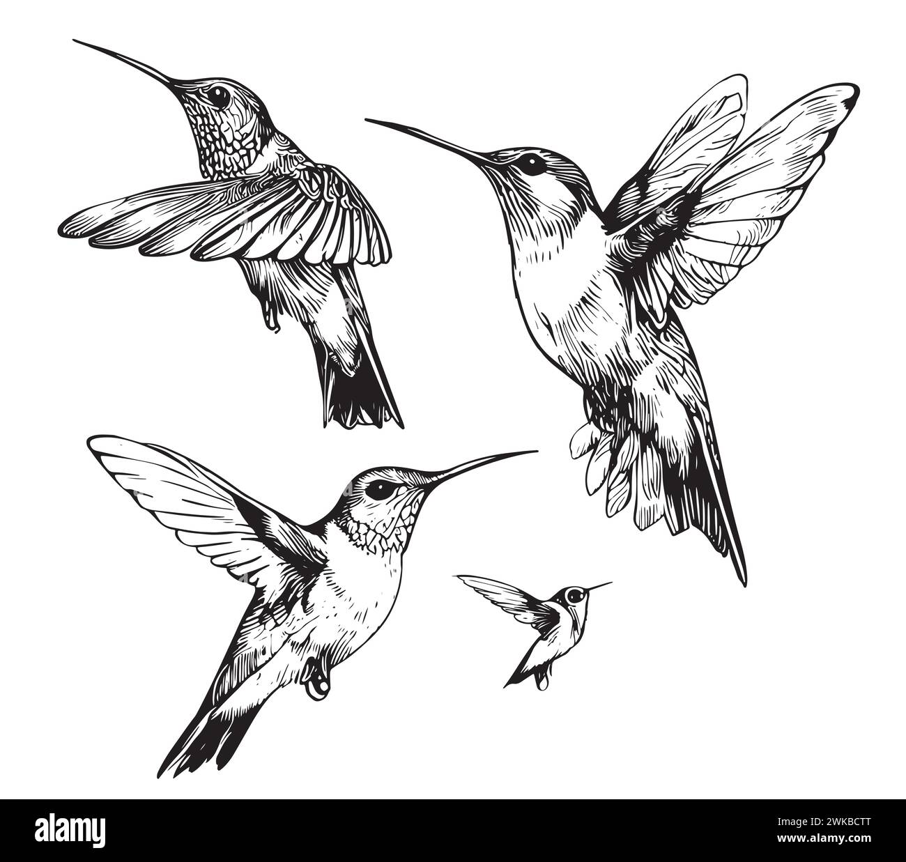 Collection de colibris Banque de photographies et d’images à haute ...