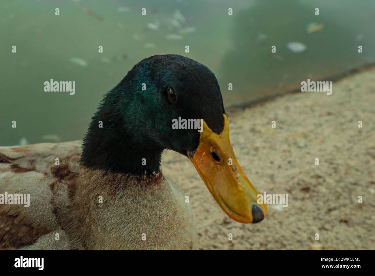 Canard à tête verte Banque de photographies et d’images à haute ...