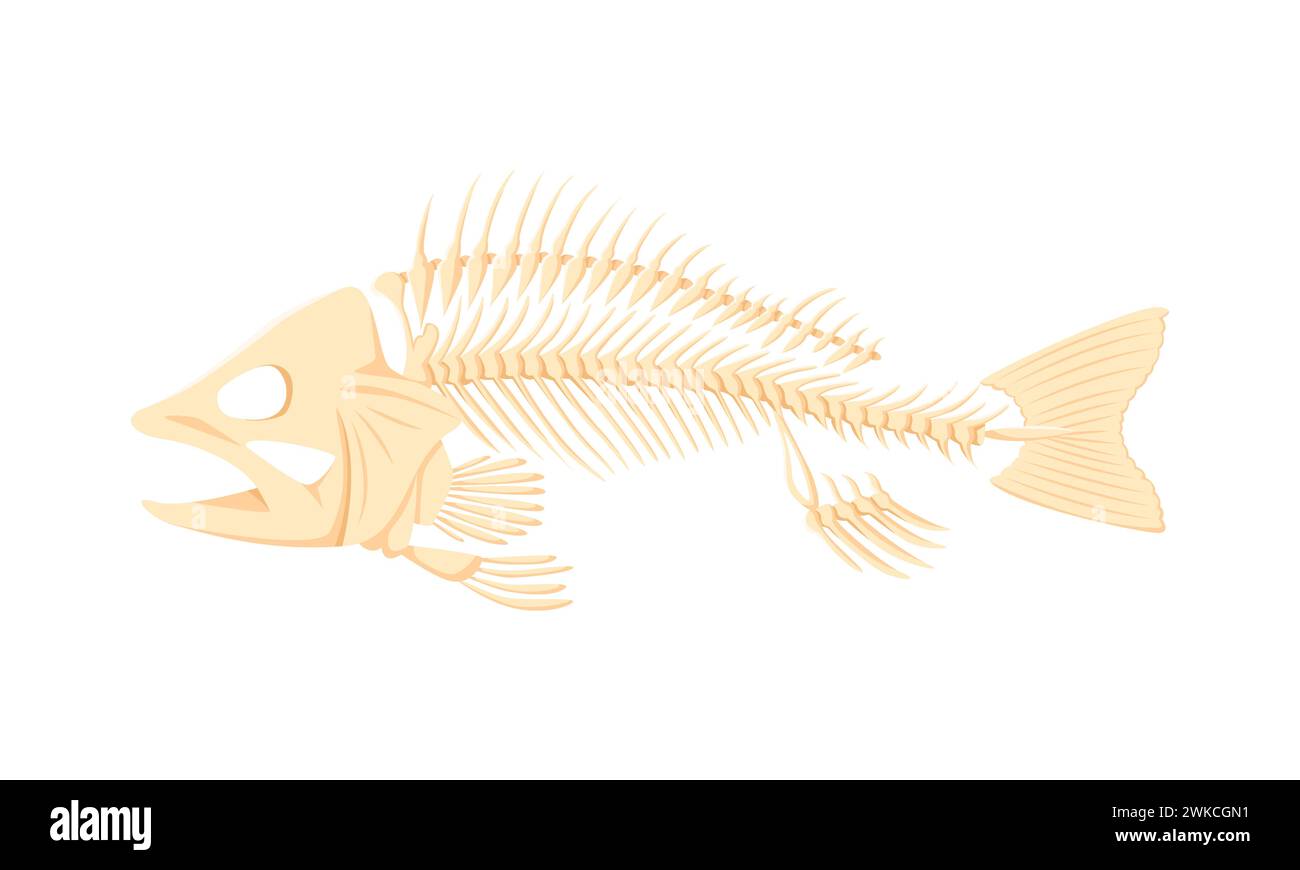 OS de poisson de dessin animé, squelette de vecteur isolé, dépouillé de ...