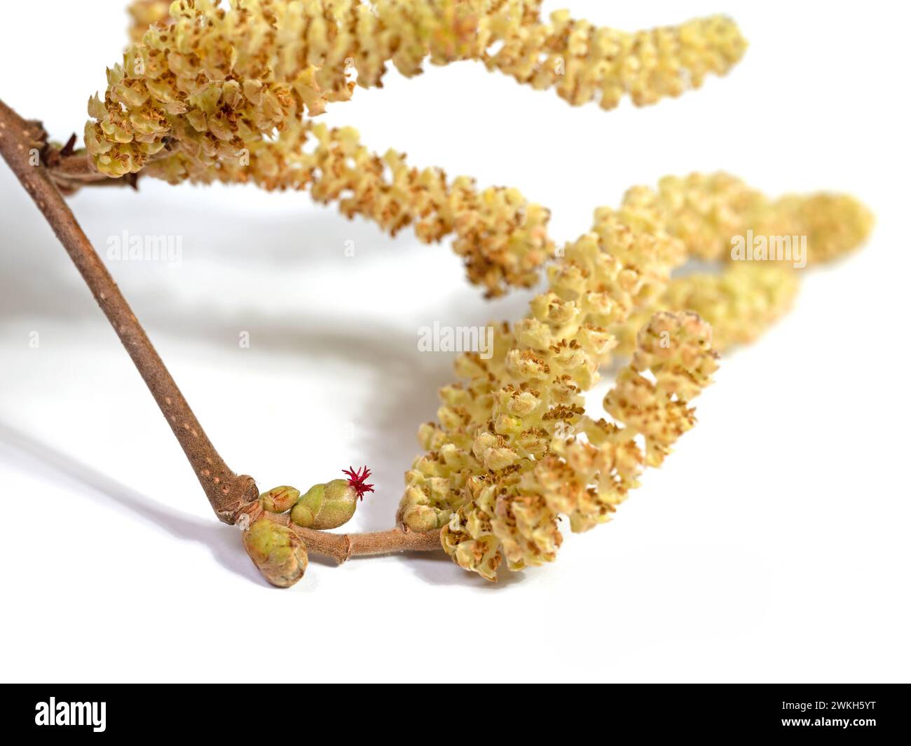 Chatons de noisetier fond blanc Banque de photographies et d’images à haute résolution - Alamy