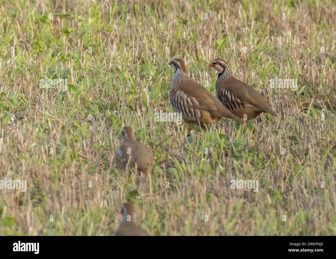 Oiseau pattes rouges Banque de photographies et d’images à haute ...