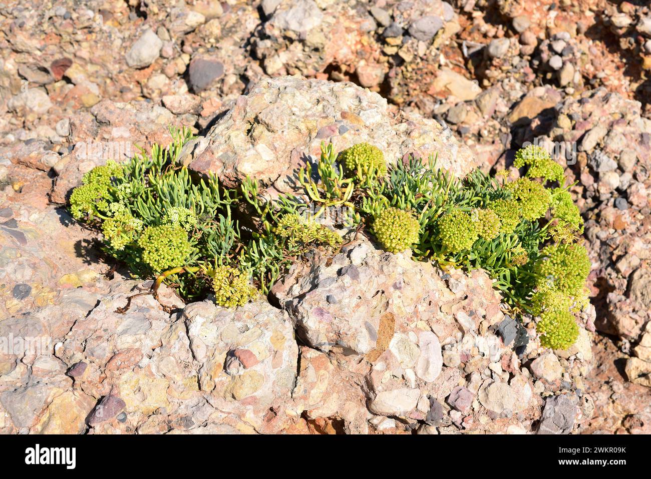 Le fenouil de mer ou samphire rocheux (Crithmum maritimum) est une ...