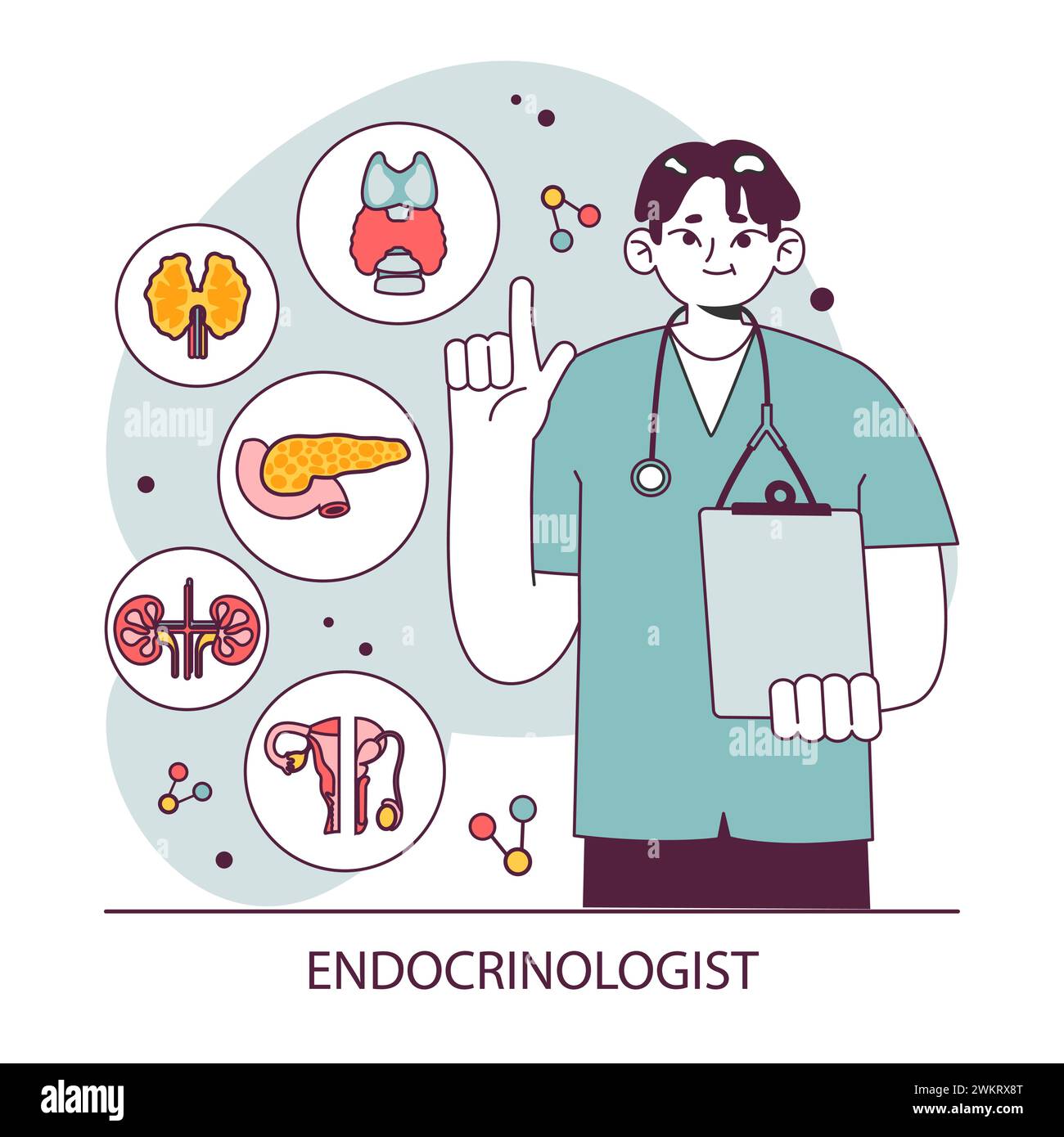 Endocrinologie. Organes du système endocrinien, pancréas glande ...
