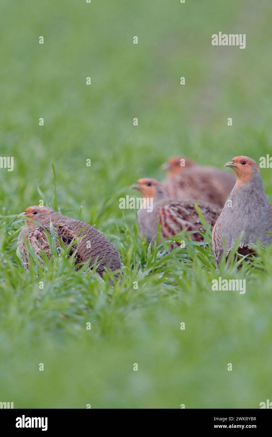 Petite perdrix Banque de photographies et d’images à haute résolution ...