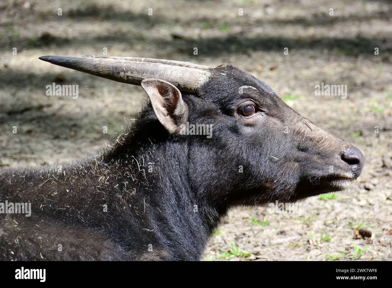 Tiefland anoa Banque de photographies et d’images à haute résolution ...
