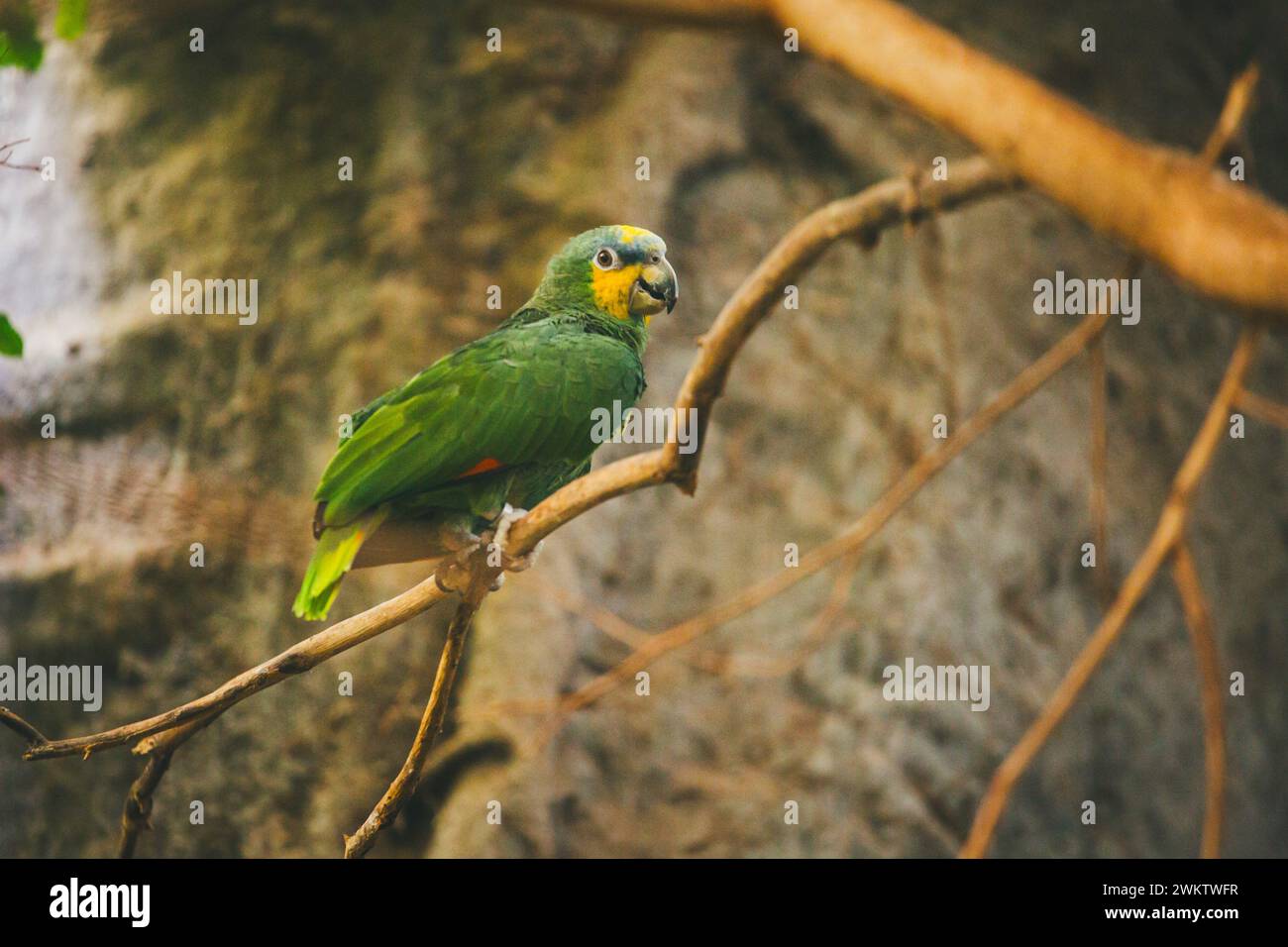 Amazona amazonica Banque de photographies et d’images à haute ...