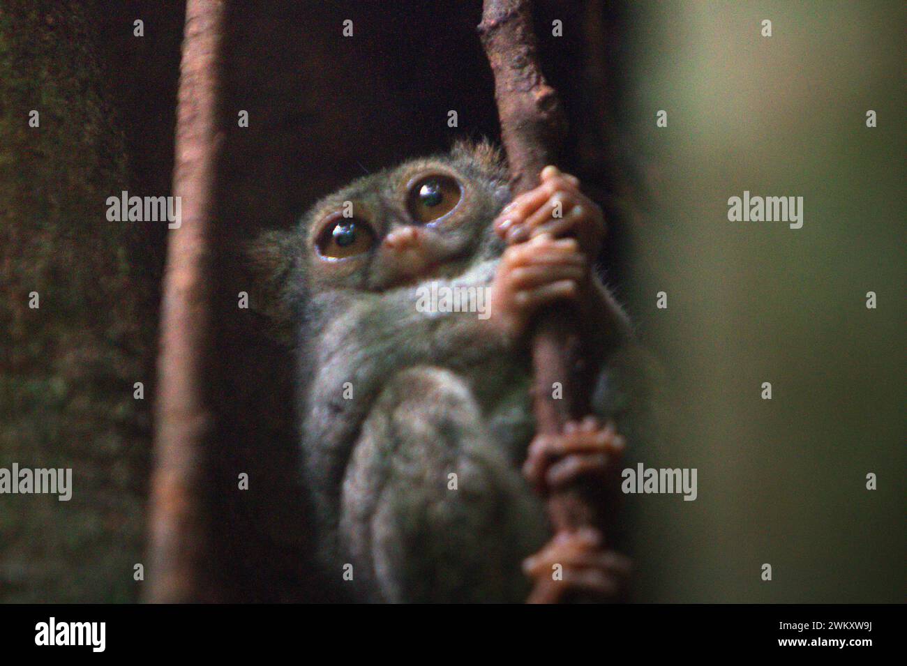 Un tarsier spectral (Tarsius Spectrum ou Tarsius tarsier), c'est-à-dire ...