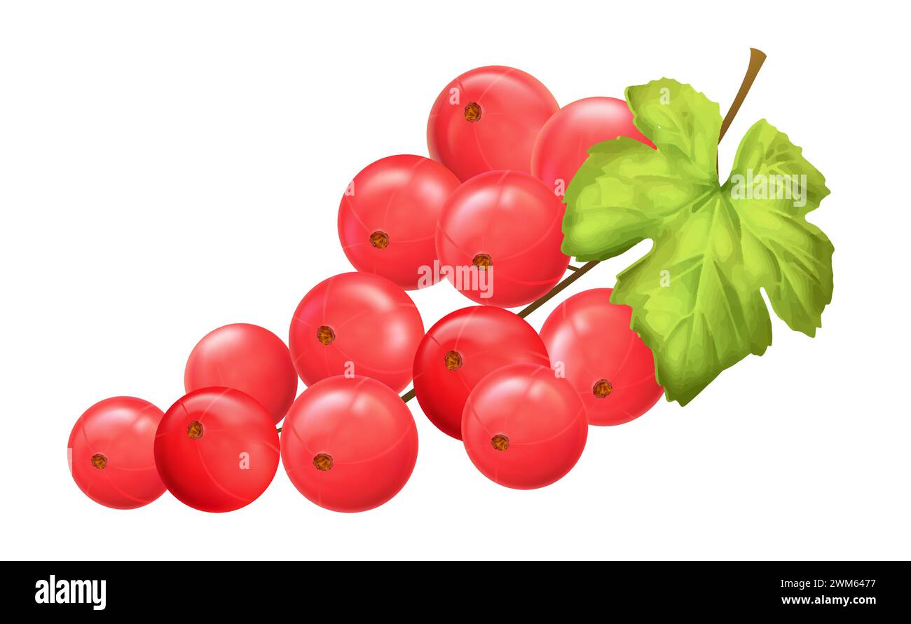 Baies blanches sur bush Banque d'images vectorielles - Alamy