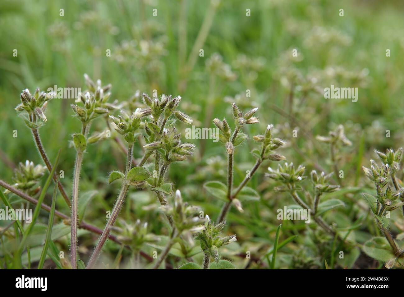 Chickweed moite Banque de photographies et d’images à haute résolution ...