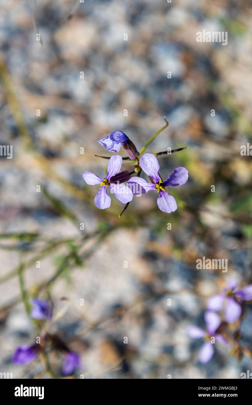 Brassica arvensis Banque de photographies et d’images à haute ...