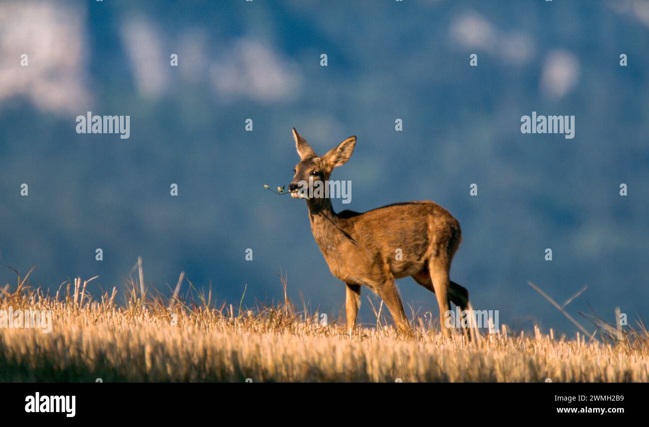 Cerf suisse Banque de photographies et d’images à haute résolution - Alamy