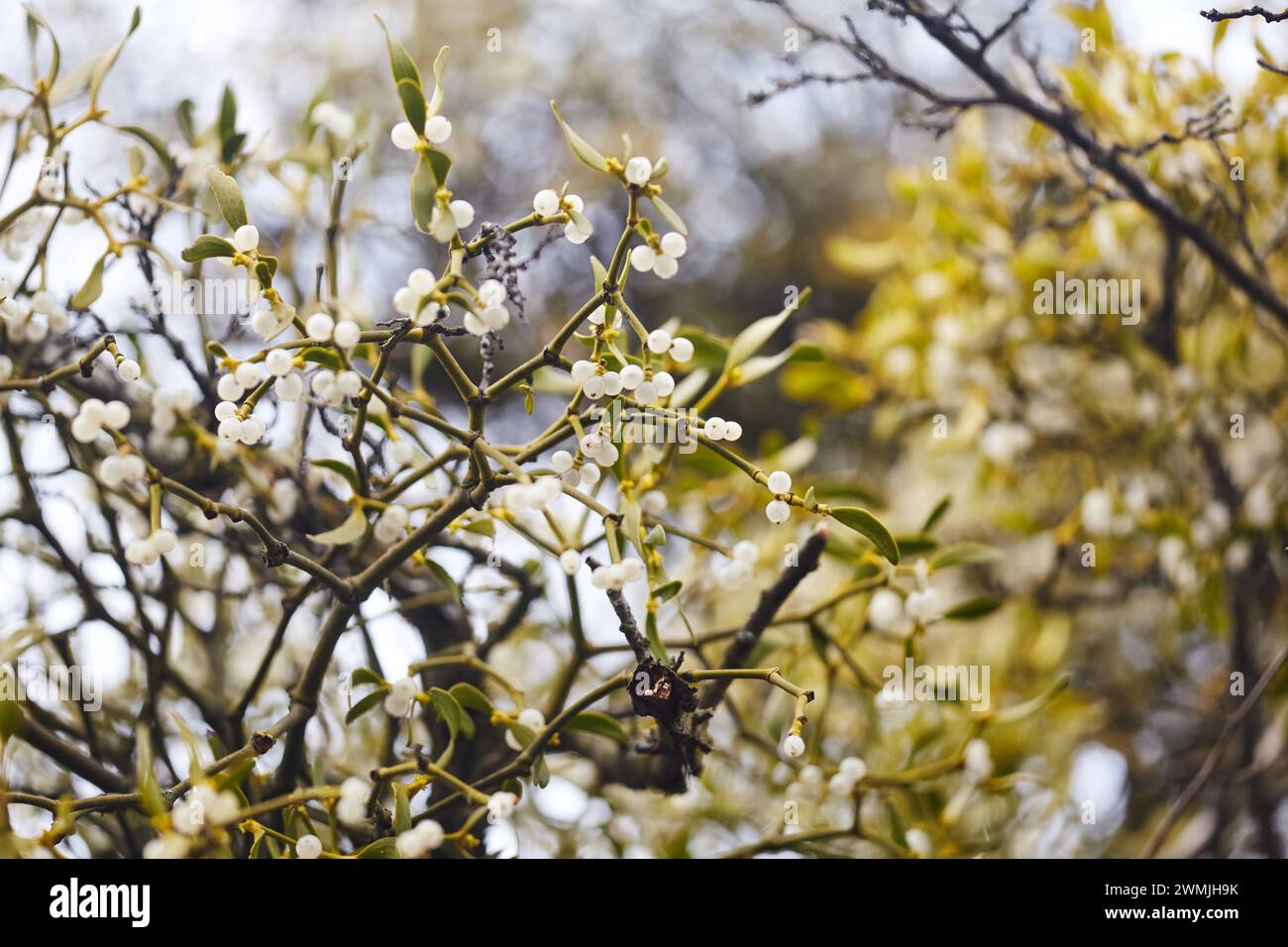 Le gui est une plante semi-parasitaire qui pousse sur les branches des ...
