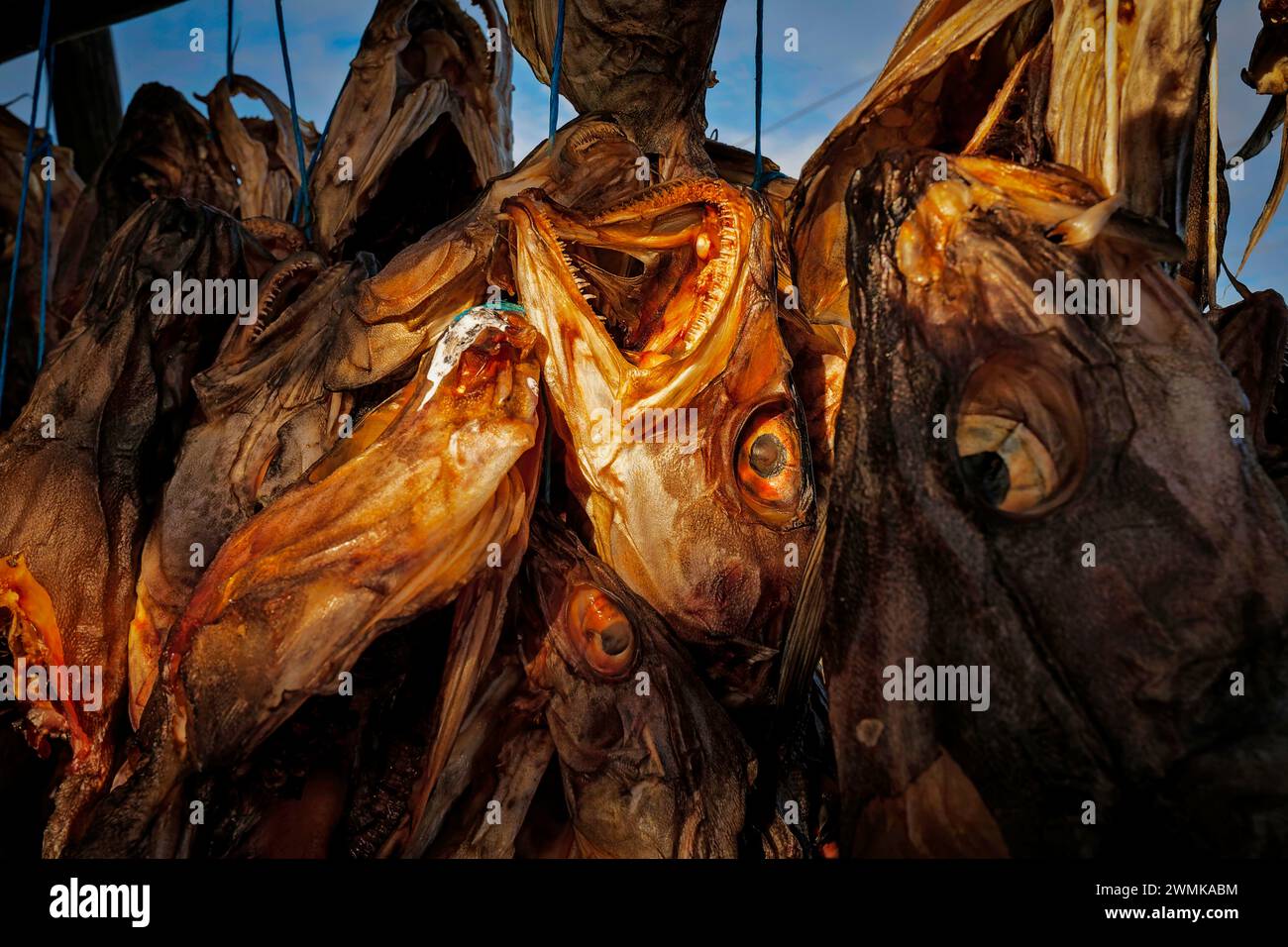 Les pêcheurs islandais utilisent l'air libre pour sécher les têtes de ...