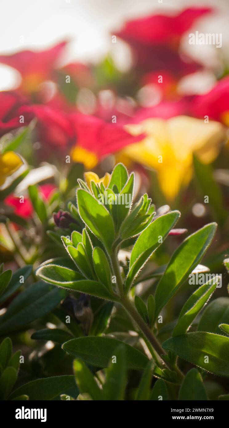 Fleurs rouges et jaunes Banque de photographies et d’images à haute ...