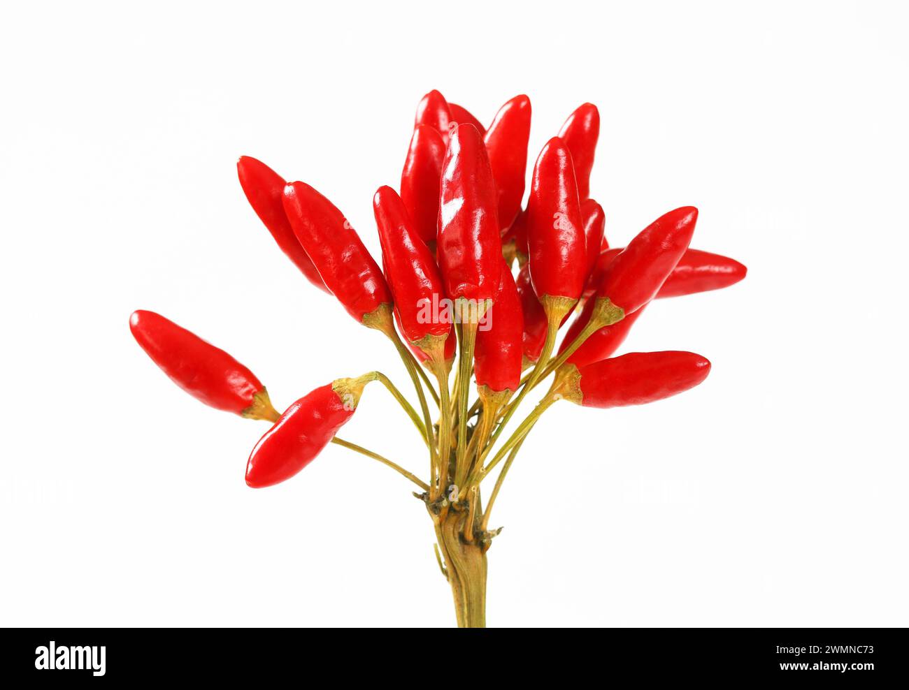 Bouquet de piments Banque de photographies et d’images à haute ...