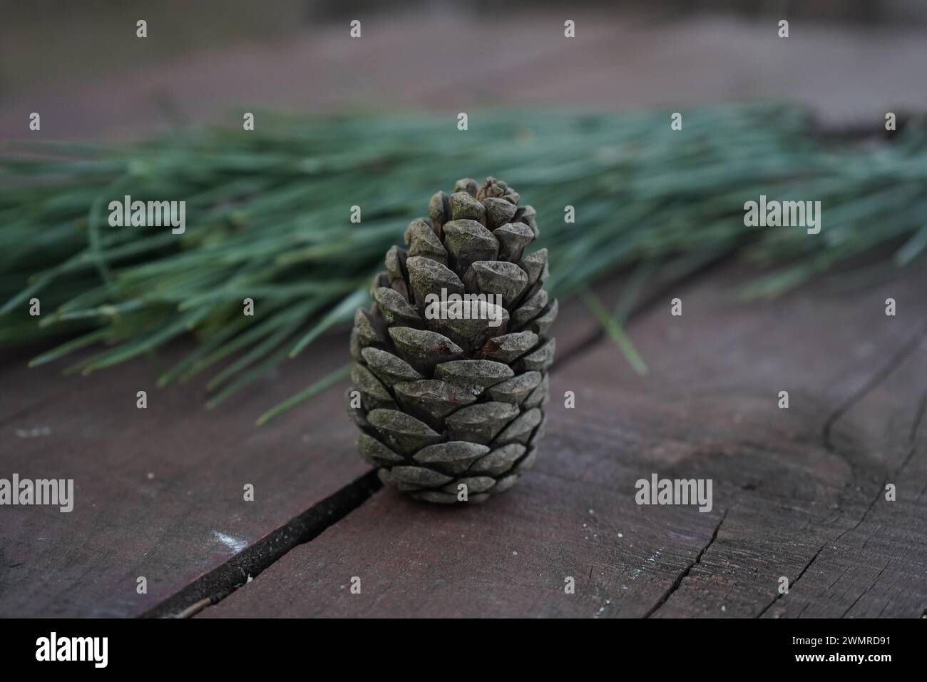 Pinus insignis Banque de photographies et d’images à haute résolution ...