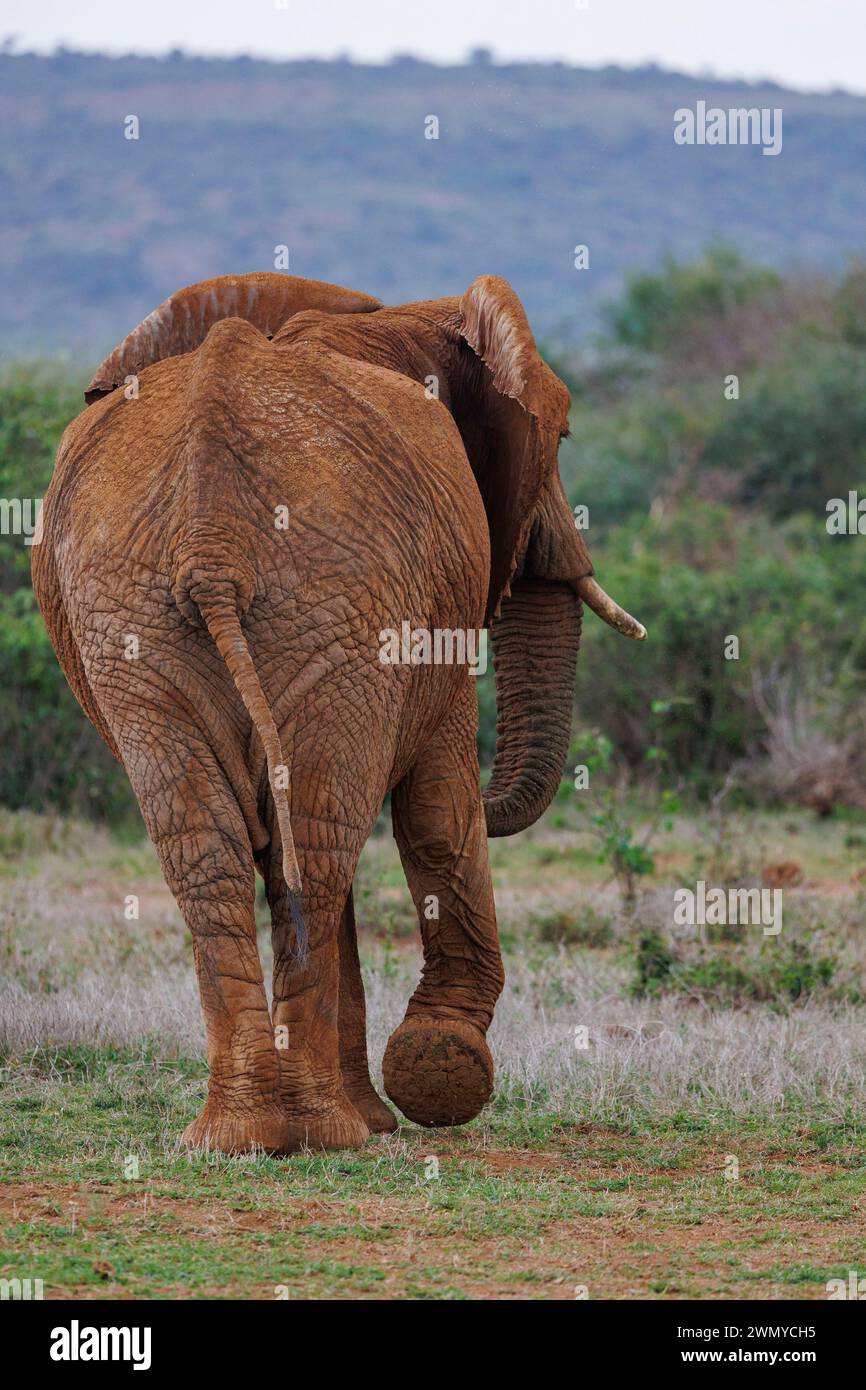 Savane arbustive afrique Banque de photographies et d’images à haute ...