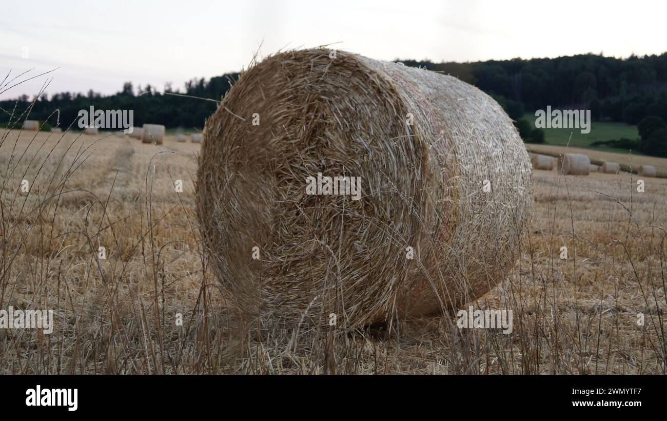 Gerbe de blé Banque de photographies et d’images à haute résolution - Alamy