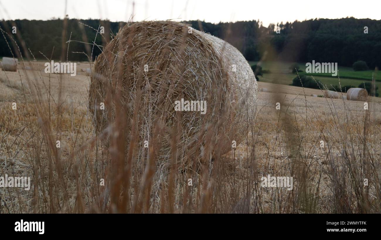 Gerbe de blé Banque de photographies et d’images à haute résolution - Alamy