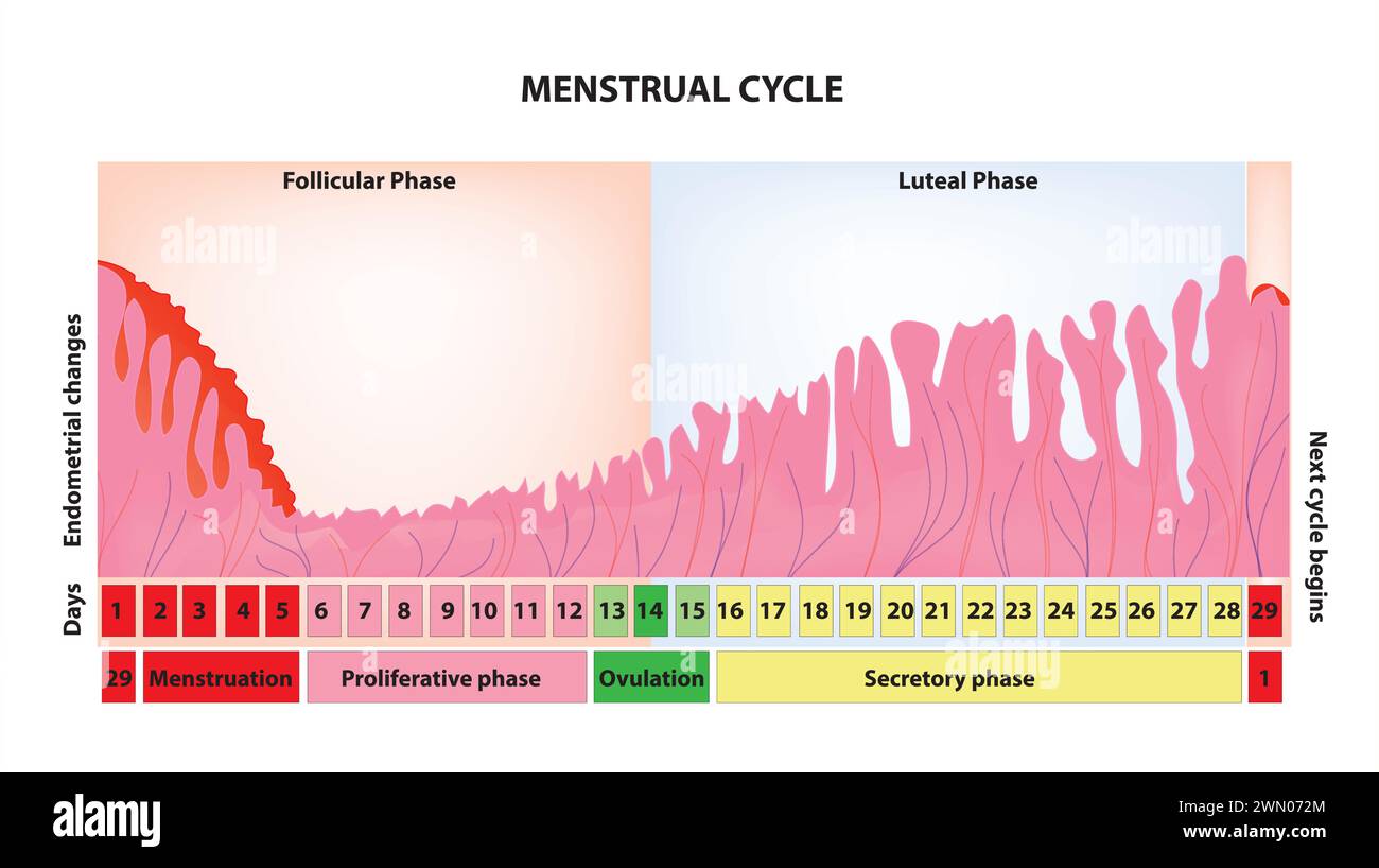 Menstrual cycle chart Banque de photographies et d’images à haute ...