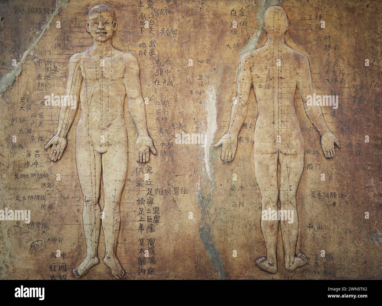 Guide anatomique. carte squelettique humaine avec explications médecine ...
