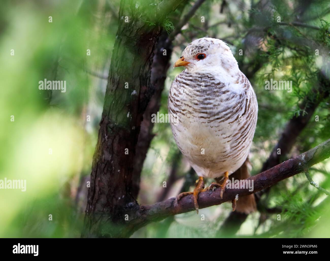 Faisan doré femelle Banque de photographies et d’images à haute ...