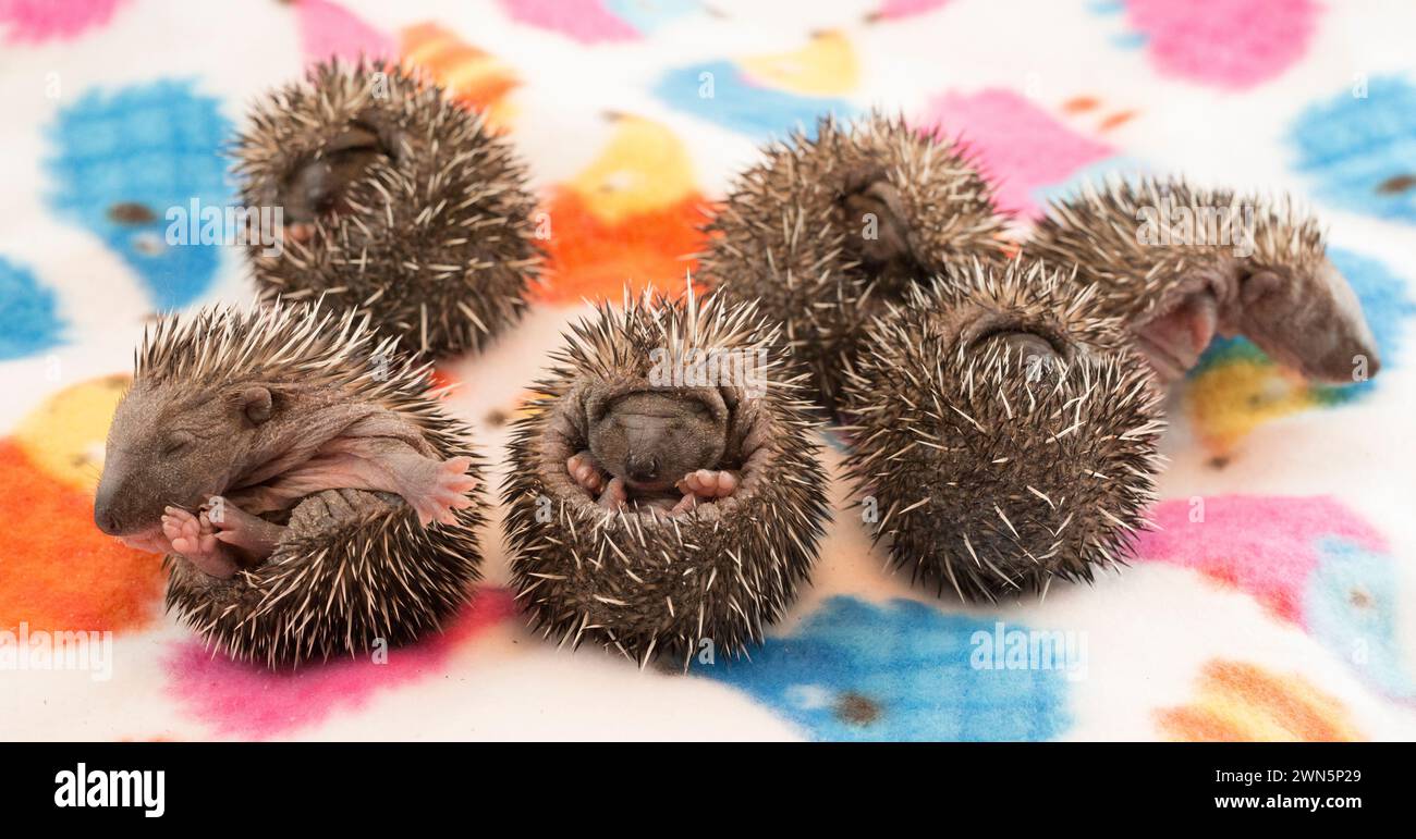 Six hérissons très mignons, chacun pesant moins de 55 grammes (2 oz ...