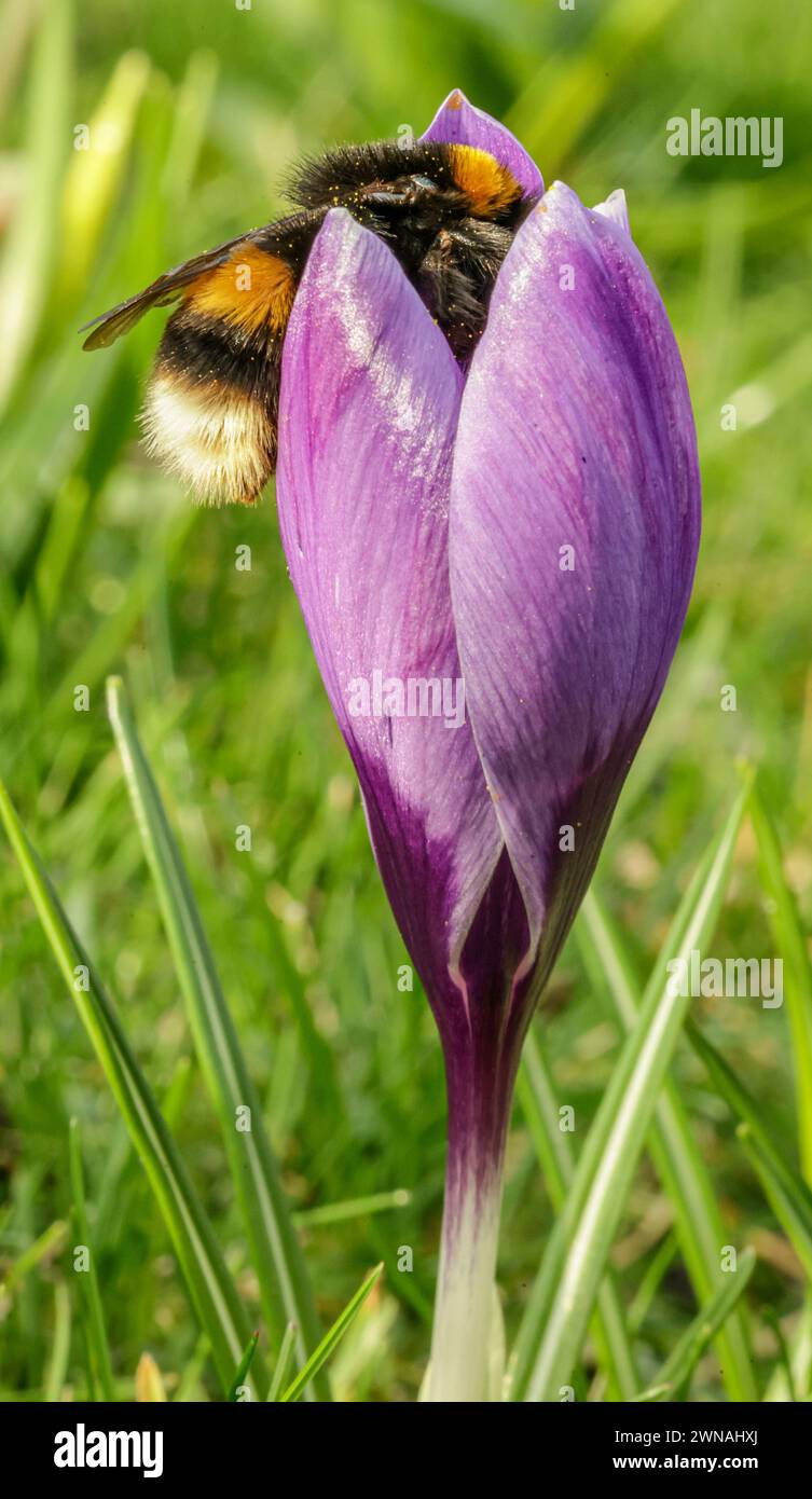 Insectes printemps 2024 Banque de photographies et d’images à haute ...