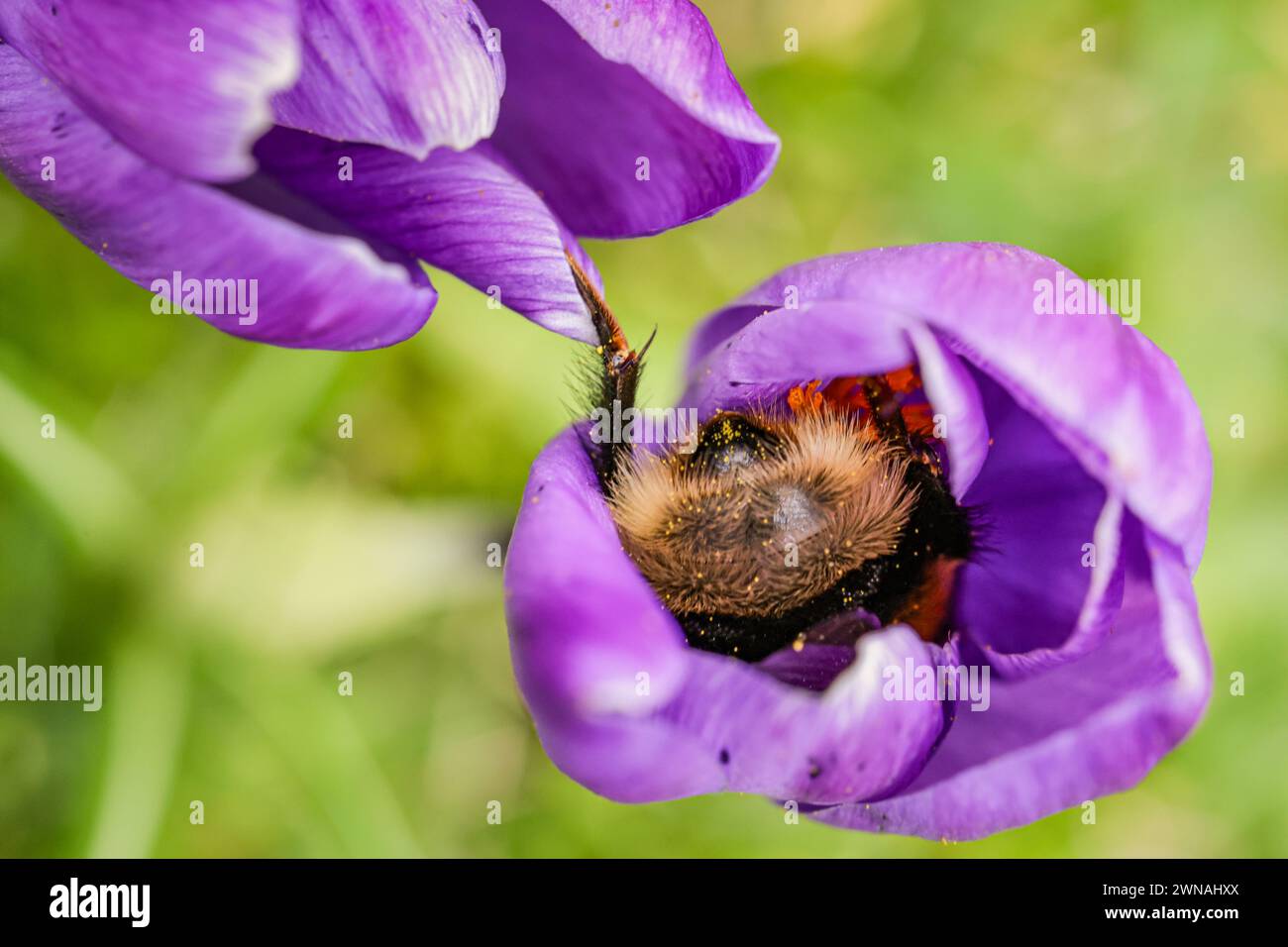 Insectes printemps 2024 Banque de photographies et d’images à haute ...