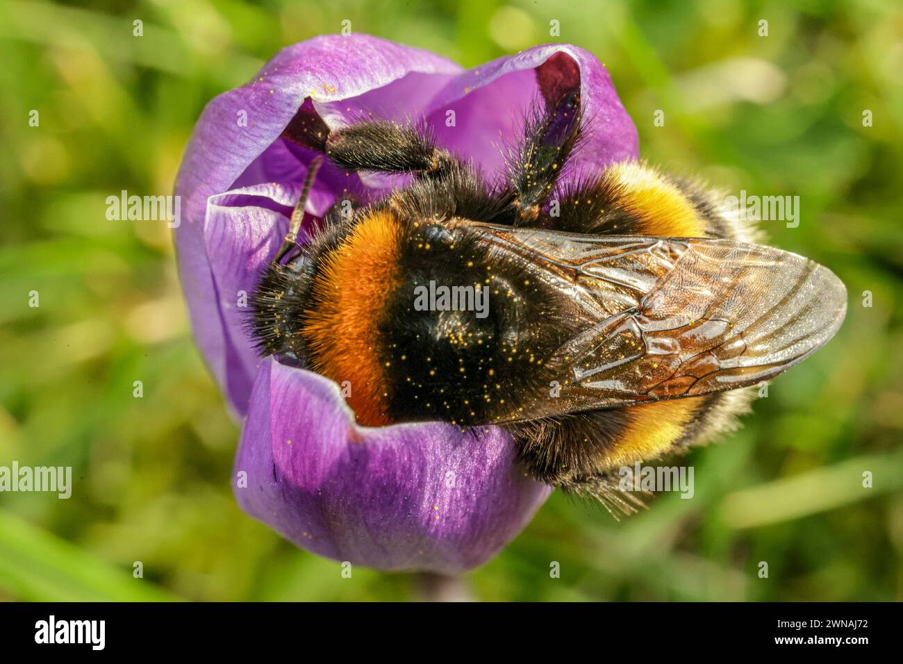 Insectes printemps 2024 Banque de photographies et d’images à haute ...