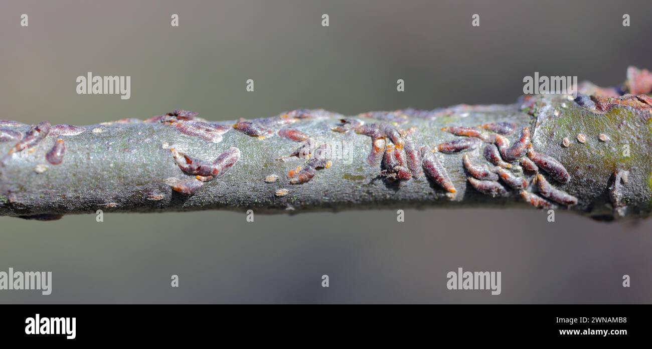 Mussel scale lepidosaphes Banque de photographies et d’images à haute ...