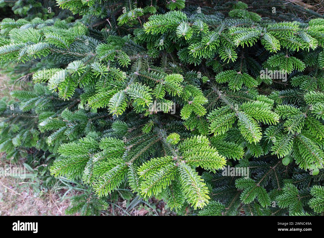 Plante à feuilles persistantes Banque de photographies et d’images à ...