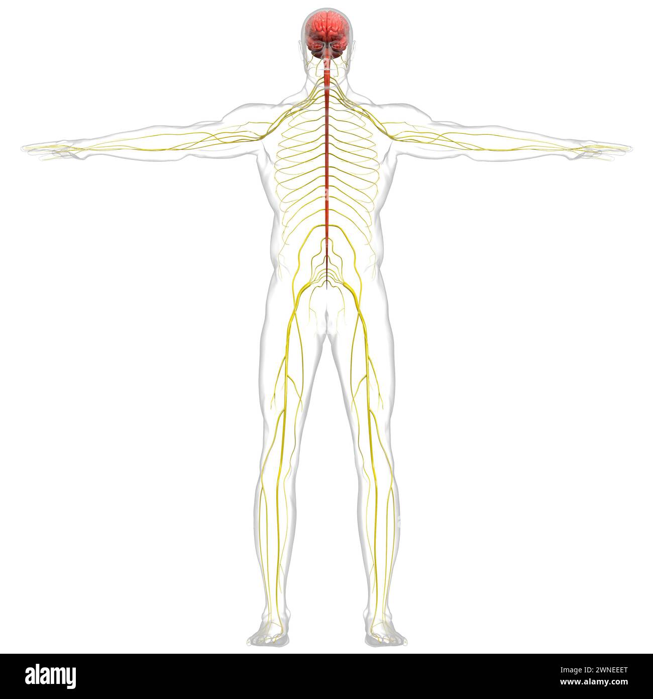 Organe central du système nerveux humain anatomie du cerveau Photo ...