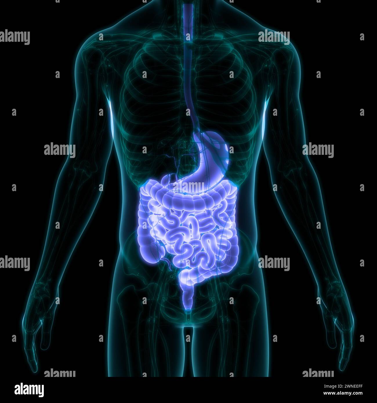 Anatomie du système digestif humain Photo Stock - Alamy