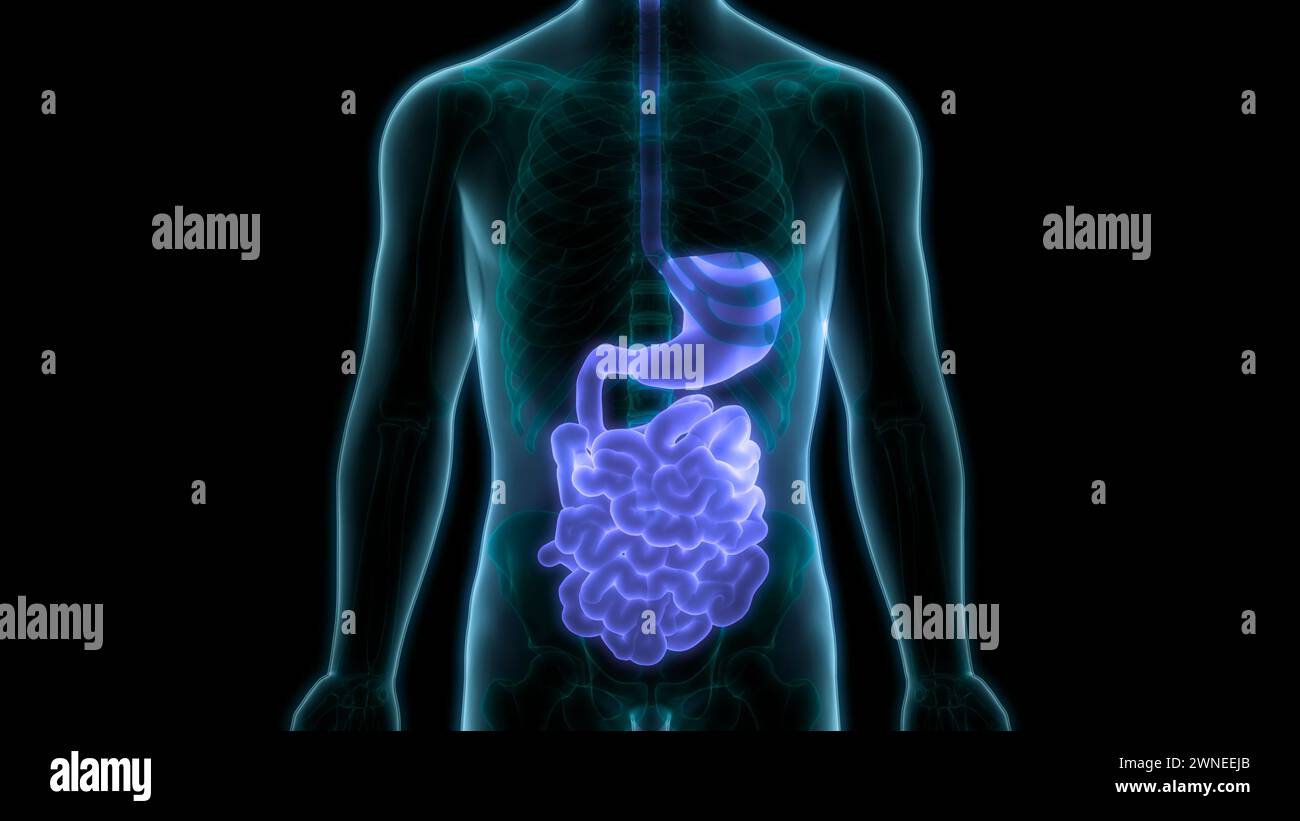 Anatomie du système digestif humain Photo Stock - Alamy