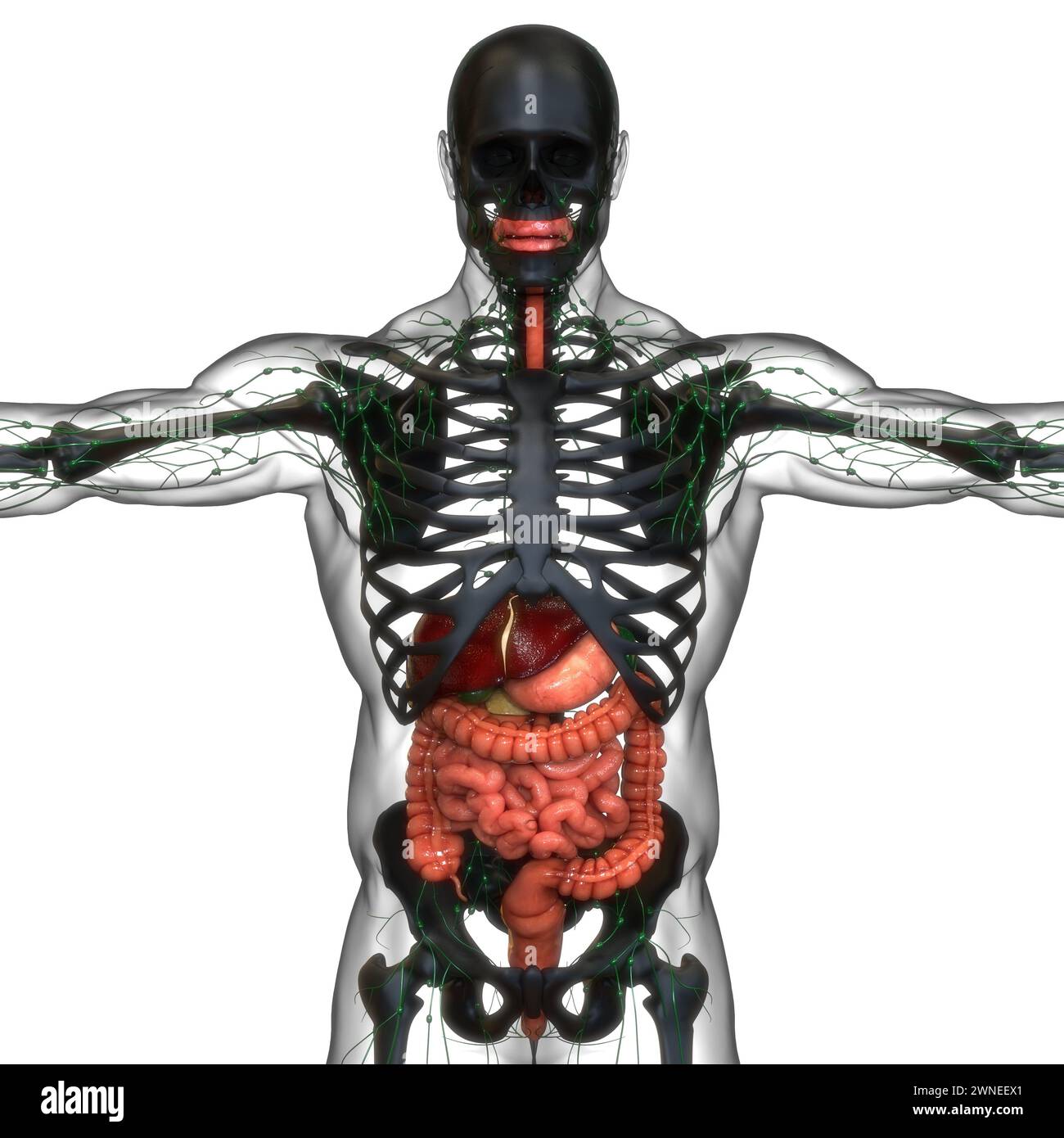 Anatomie du système digestif humain Photo Stock - Alamy