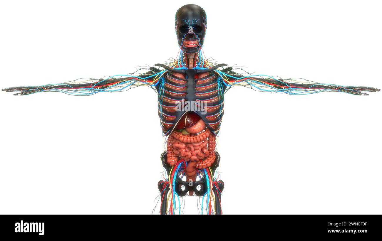 Anatomie du système digestif humain Photo Stock - Alamy