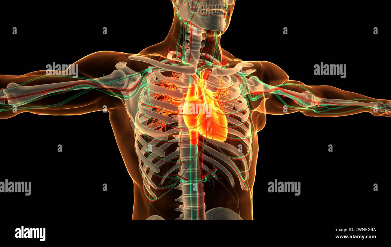 Heart anatomy fibrillation auriculaire Banque de photographies et d ...