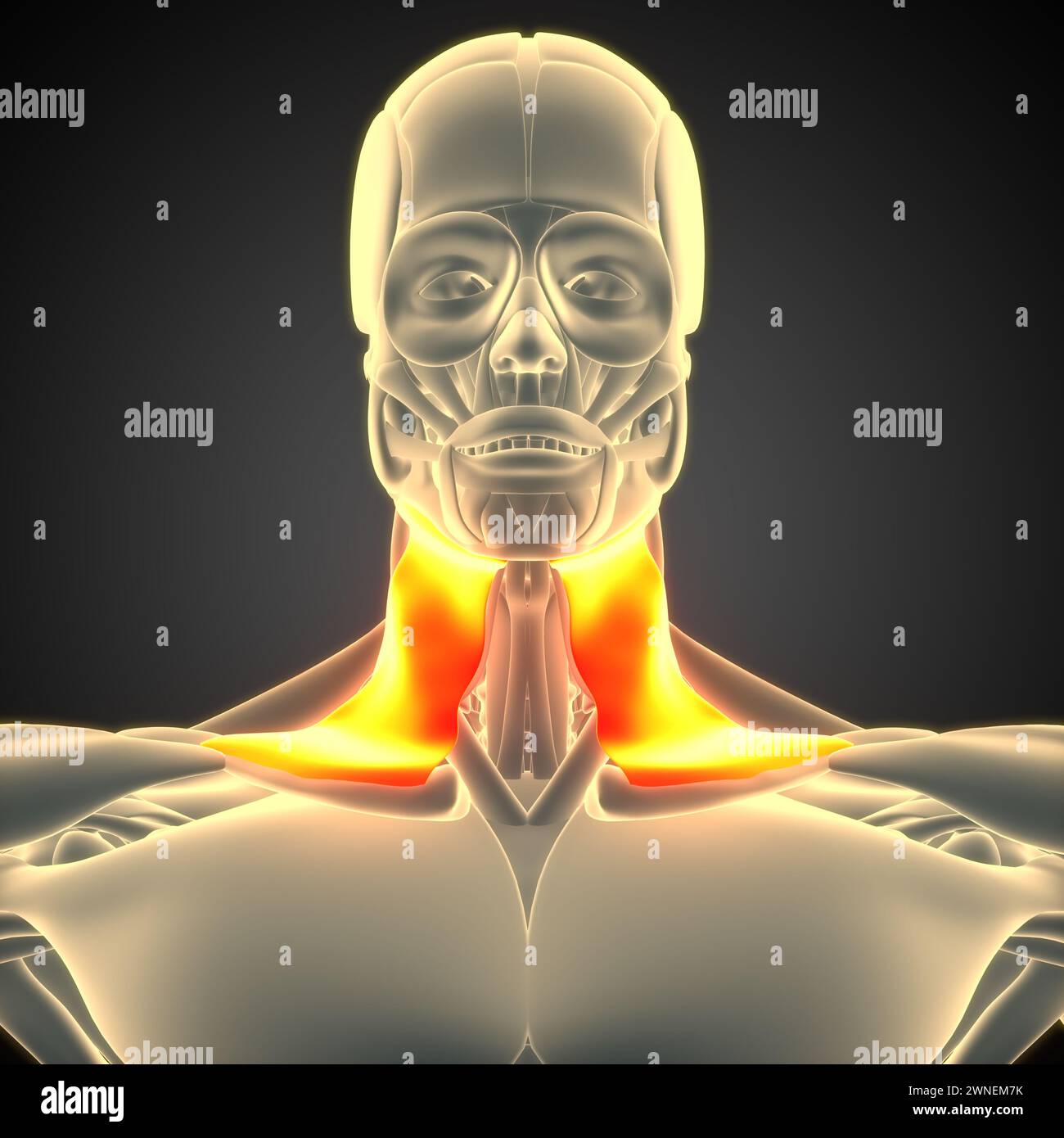 Muscle de la tête humaine Banque de photographies et d’images à haute ...