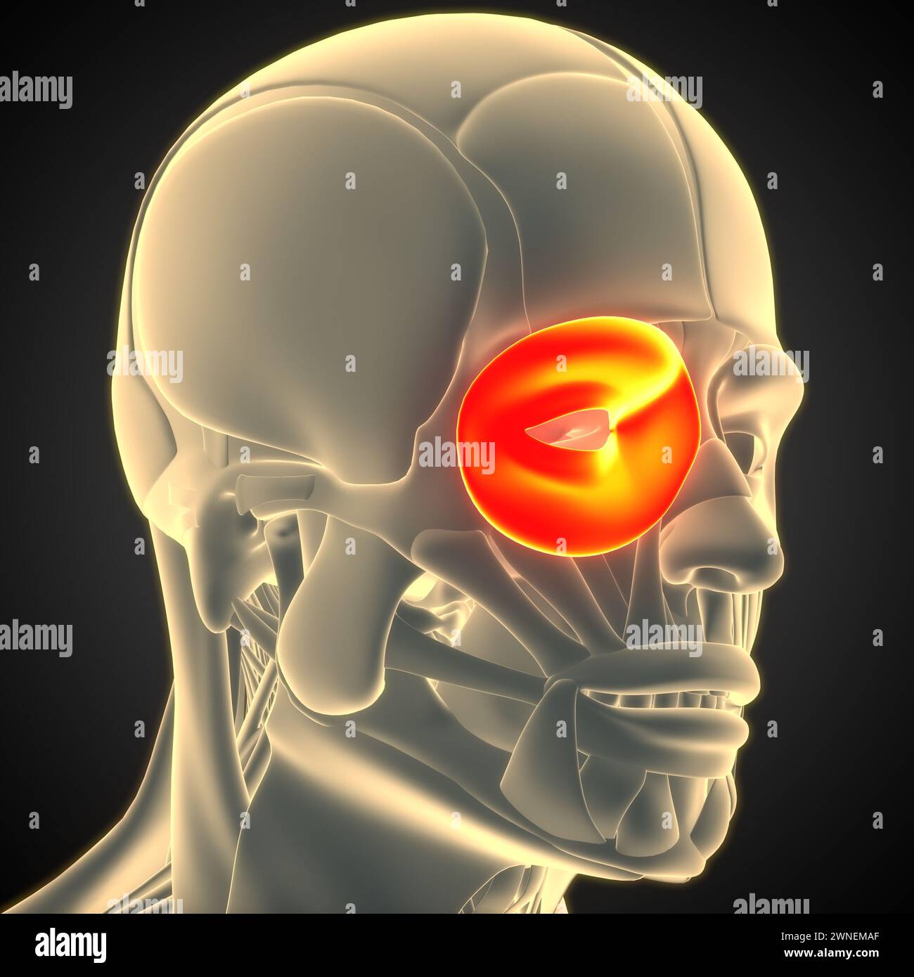 Système musculaire du corps humain muscles de la tête orbicularis oculi ...
