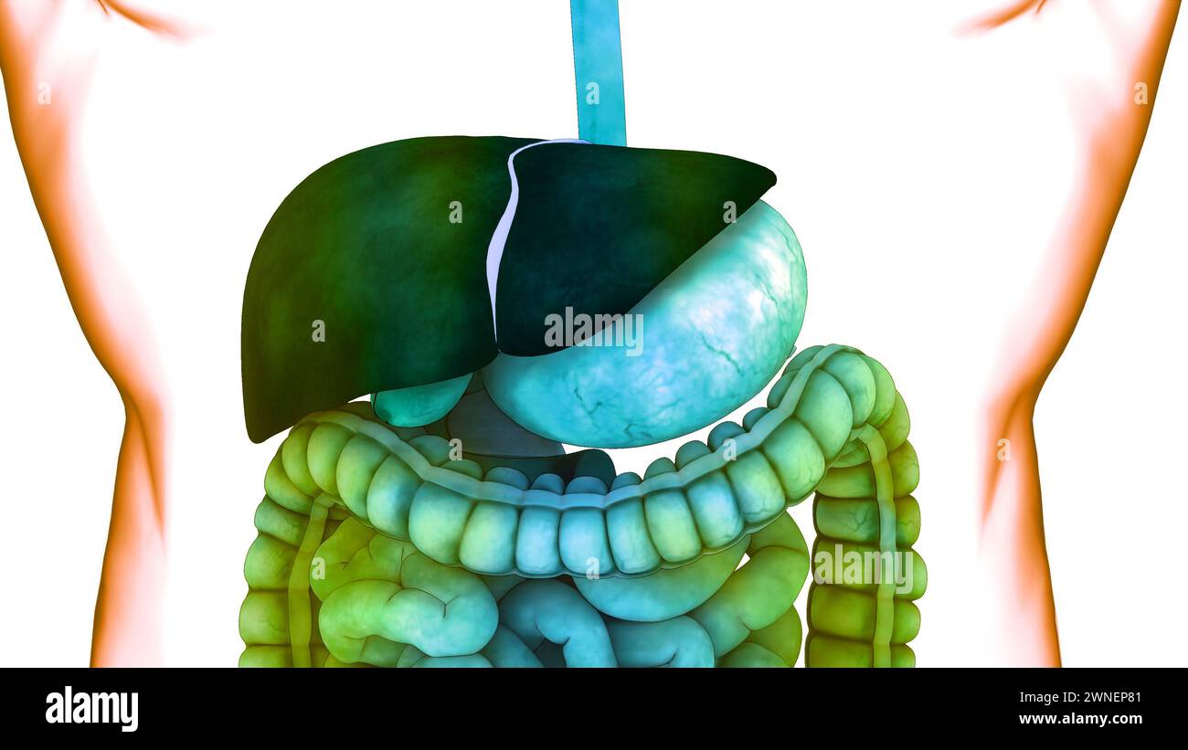 Anatomie du système digestif humain Photo Stock - Alamy