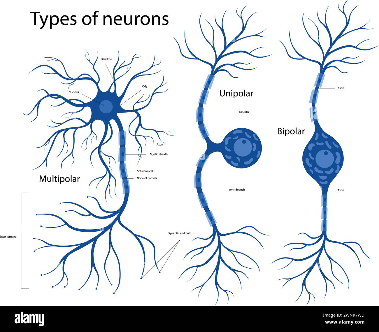 Anatomie des neurones multipolaires Banque d'images vectorielles - Alamy
